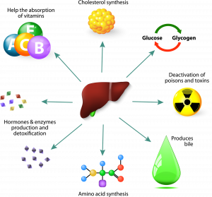 Hepatic Function Panel – Empire City Laboratories | Medical Lab Testing ...