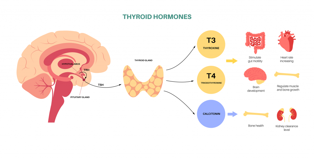 Thyroid Function Panel – Empire City Laboratories | Medical Lab Testing ...